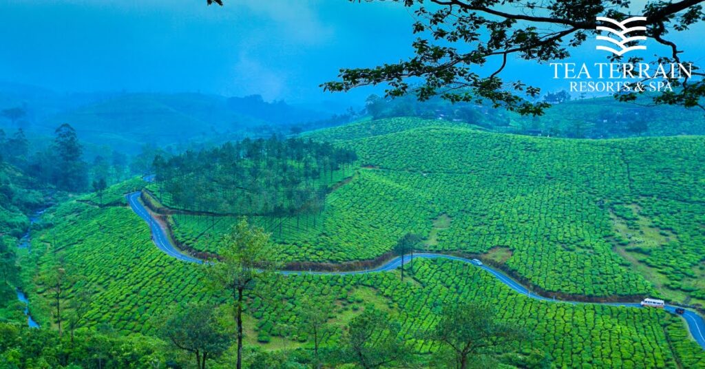 Gallery - Tea Terrain